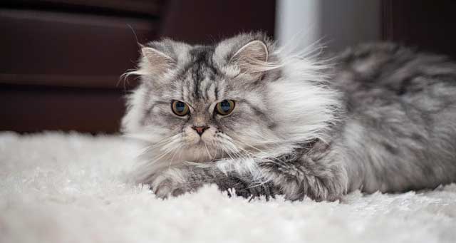 Les Chats de Dole : Entre Histoire et Mystères, les Légendes ...